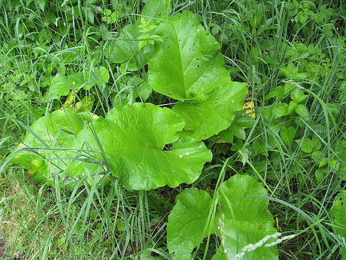 Edible Burdock Root Recipe