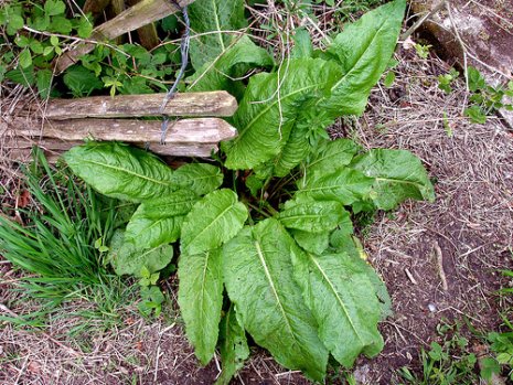 Edible Dock Plant