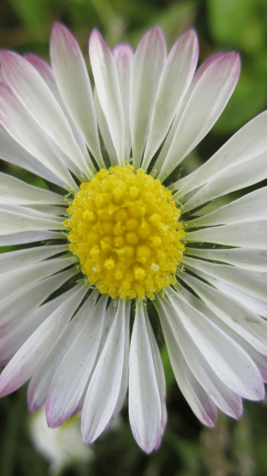 Daisy Photo Identification Guide