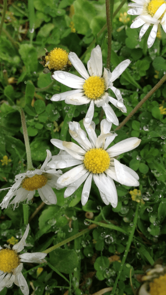 Daisy Photo Identification Guide