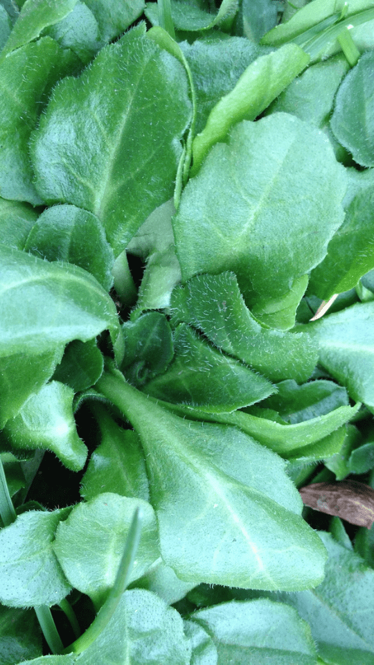 Daisy Photo Identification Guide