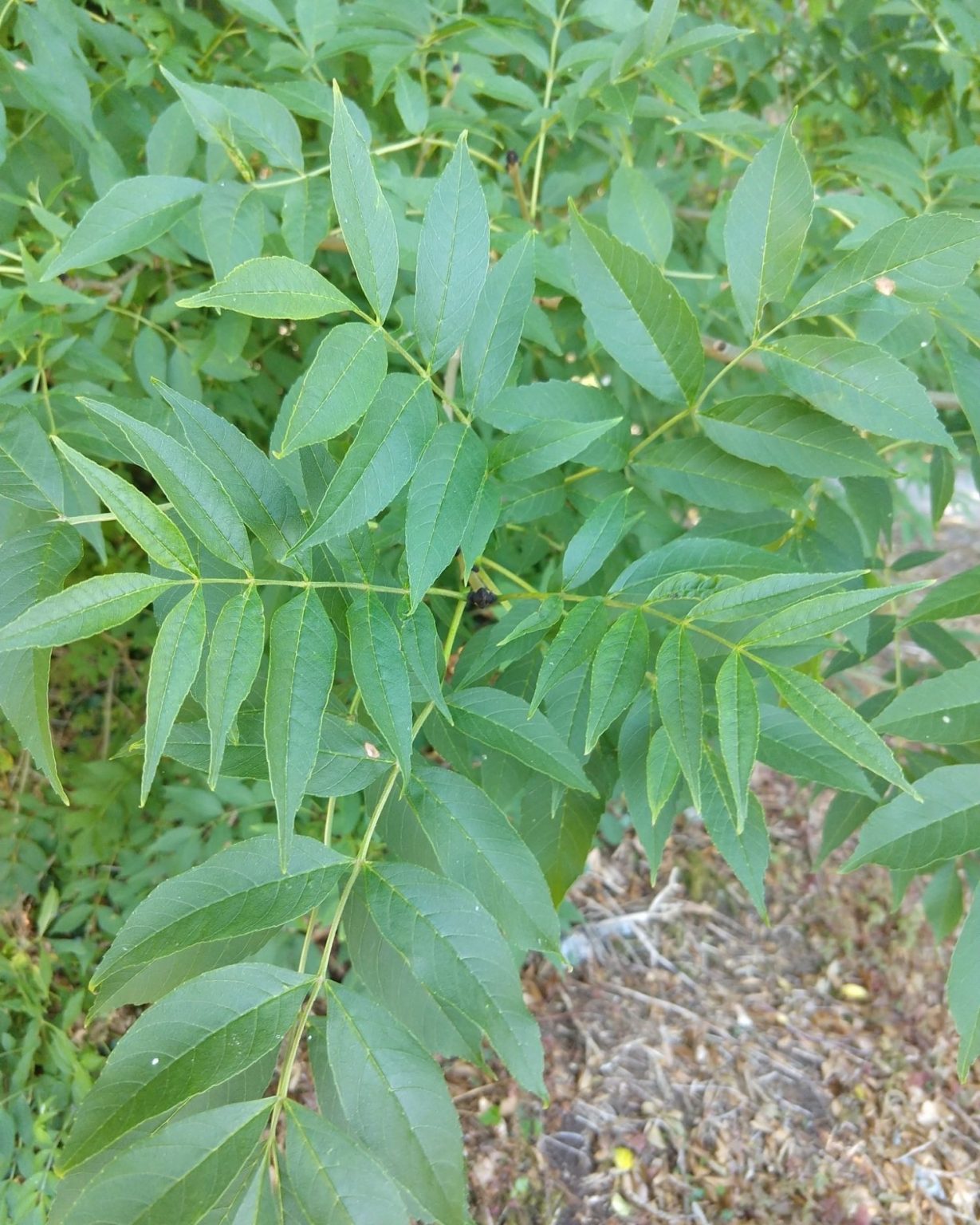 Ash - A Foraging Guide to Its Food, Medicine and Other Uses