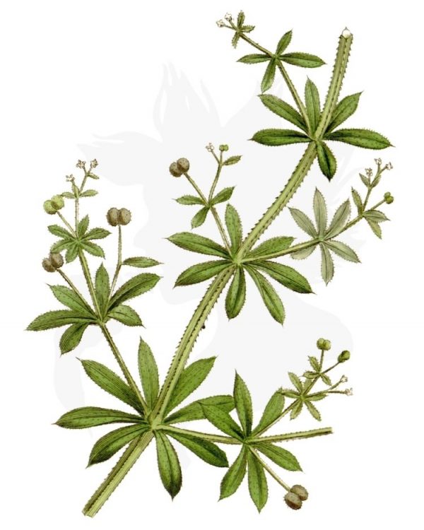 Cleavers or Goosegrass - A Foraging Guide to Its Food and Medicine
