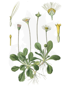 Daisy - A Foraging Guide to Its Food, Medicine and Other Uses