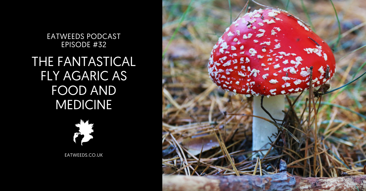 EP32: The Fantastical Delights of Fly Agaric As Food and Medicine