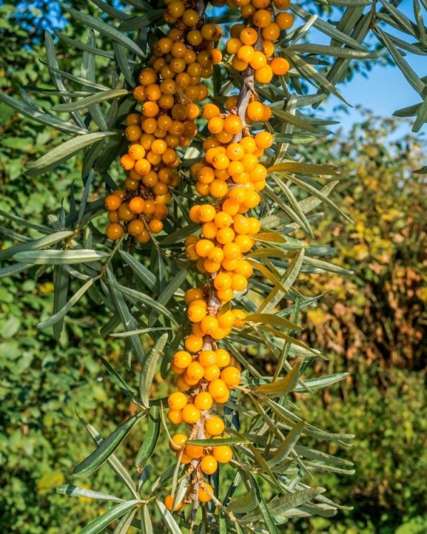 Sea Buckthorn - A Foraging Guide to Its Food, Medicine and Other Uses