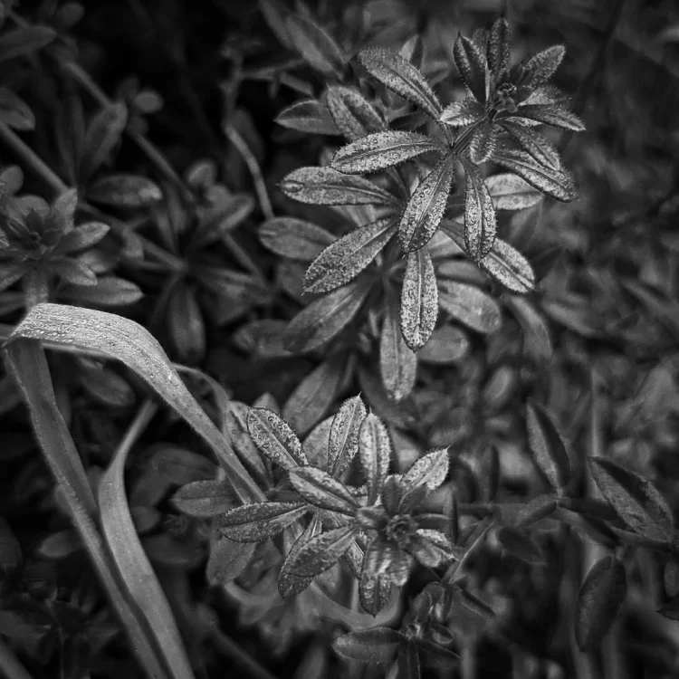Cleavers or goosegrass: A Foraging Guide to Its Food and Medicine