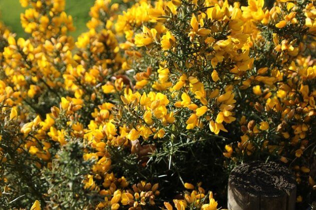 Gorse Flower Cordial Recipe - EATWEEDS