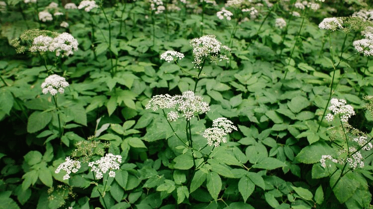 Ground Elder - A Foraging Guide to Its Food, Medicine and Other Uses