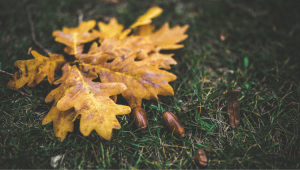 How to store and process acorns - Eatweeds by Robin Harford