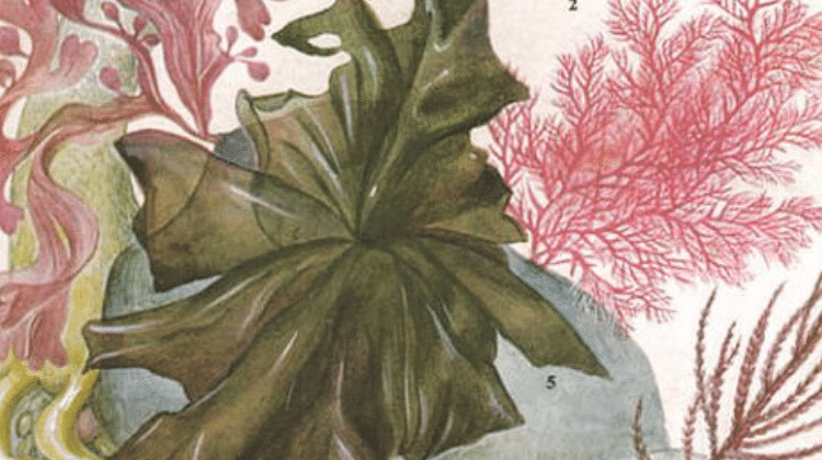 Laver Seaweed - A Guide to Its Food, Medicine and Other Uses