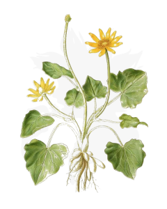 Lesser Celandine - A Foraging Guide to Its Food, Medicine and Other Uses