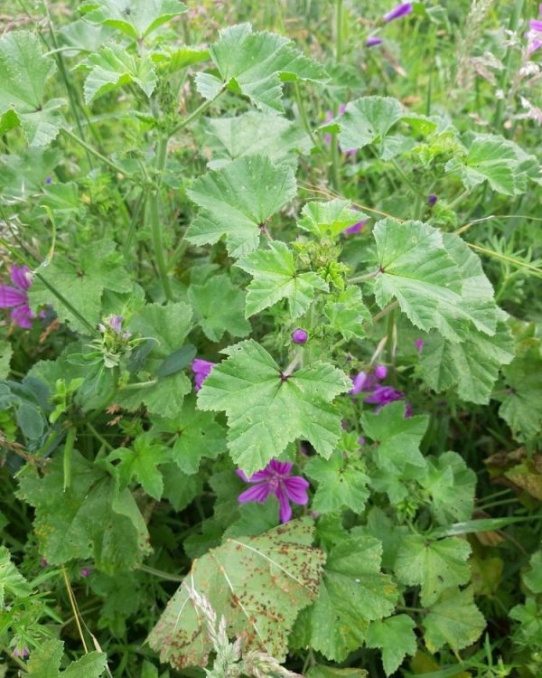 Mallow - A Foraging Guide to Its Food, Medicine and Other Uses