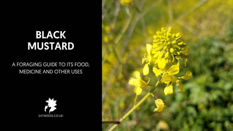 Black mustard: A Foraging Guide to Its Food and Medicine