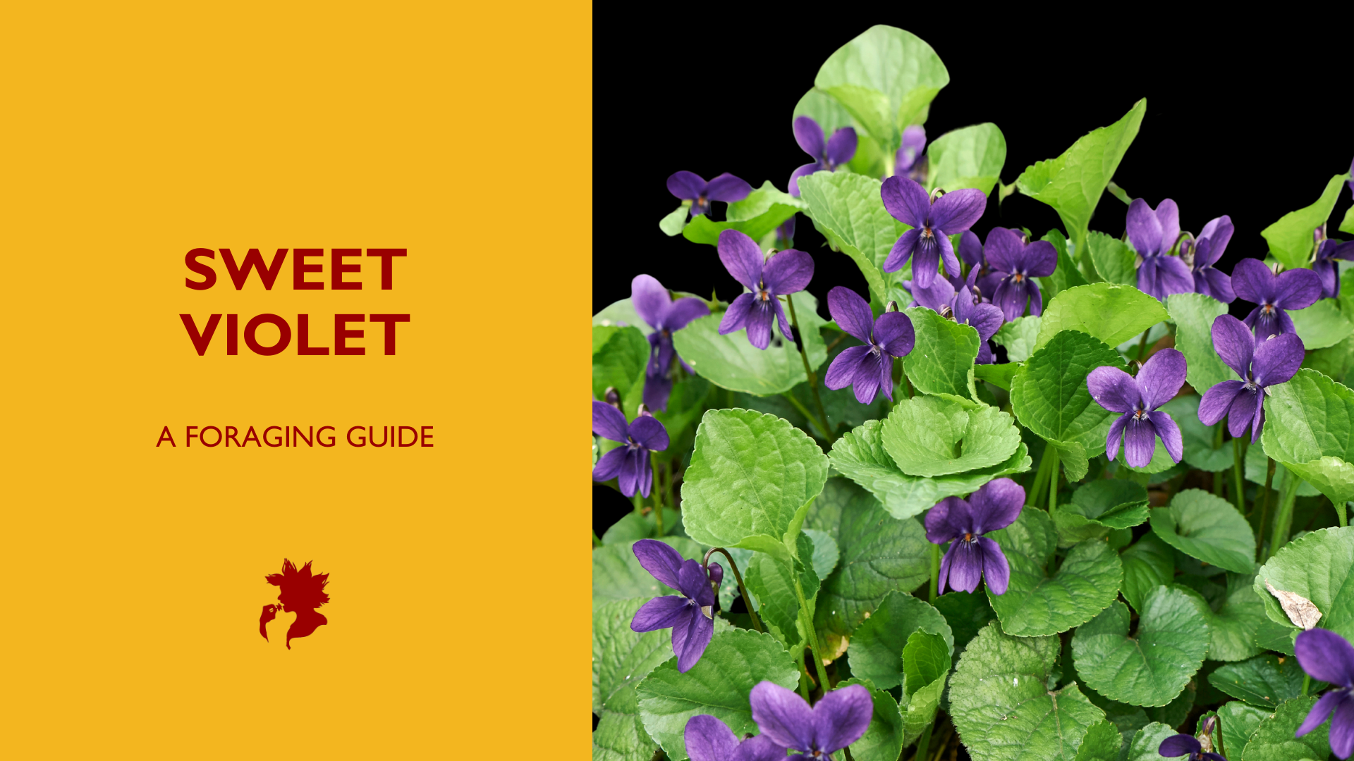 Sweet Violet - A Foraging Guide to Its Food and Medicine