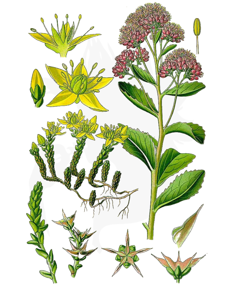 The edible and medicinal uses of Orpine (foraging guide)