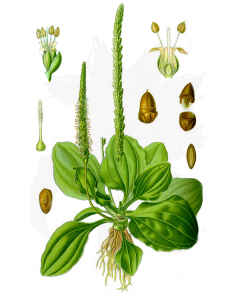 Plantain - A Foraging Guide to Its Food, Medicine and Other Uses