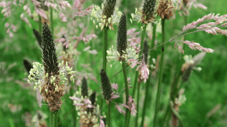 Plantain - A Foraging Guide to Its Food, Medicine and Other Uses