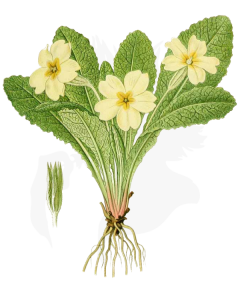 Primrose: A Foraging Guide to Its Food, Medicine and Other Uses
