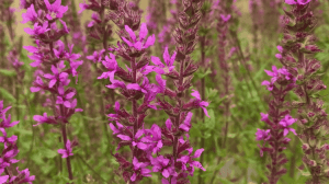 Purple Loosestrife - A Foraging Guide to Its Food and Medicine