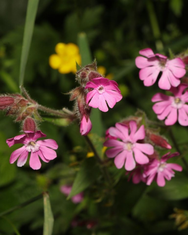 Red Campion - A Foraging Guide to Its Food & Medicine
