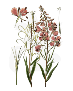 Rosebay Willowherb (Fireweed) - Eatweeds by Robin Harford