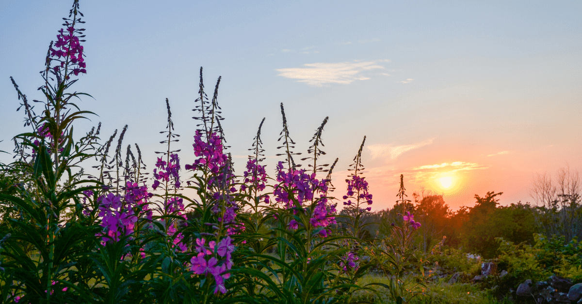 Rosebay Willowherb - A Foraging Guide to Its Uses as Food, Medicine
