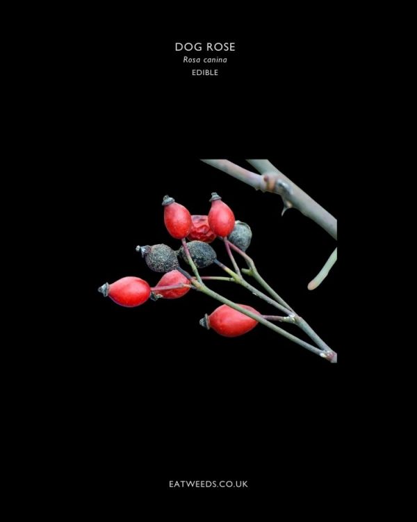 Everything you need to know about rosehips - EATWEEDS