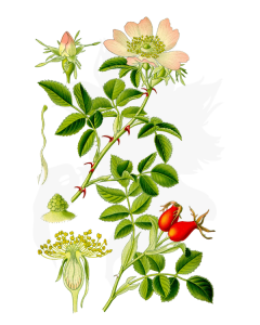 Rosehip - A Foraging Guide to Its Food, Medicine and Other Uses