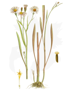 The Traditional and Modern Uses of Sea Aster