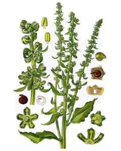 Sea Beet - A Foraging Guide to Its Food, Medicine and Other Uses