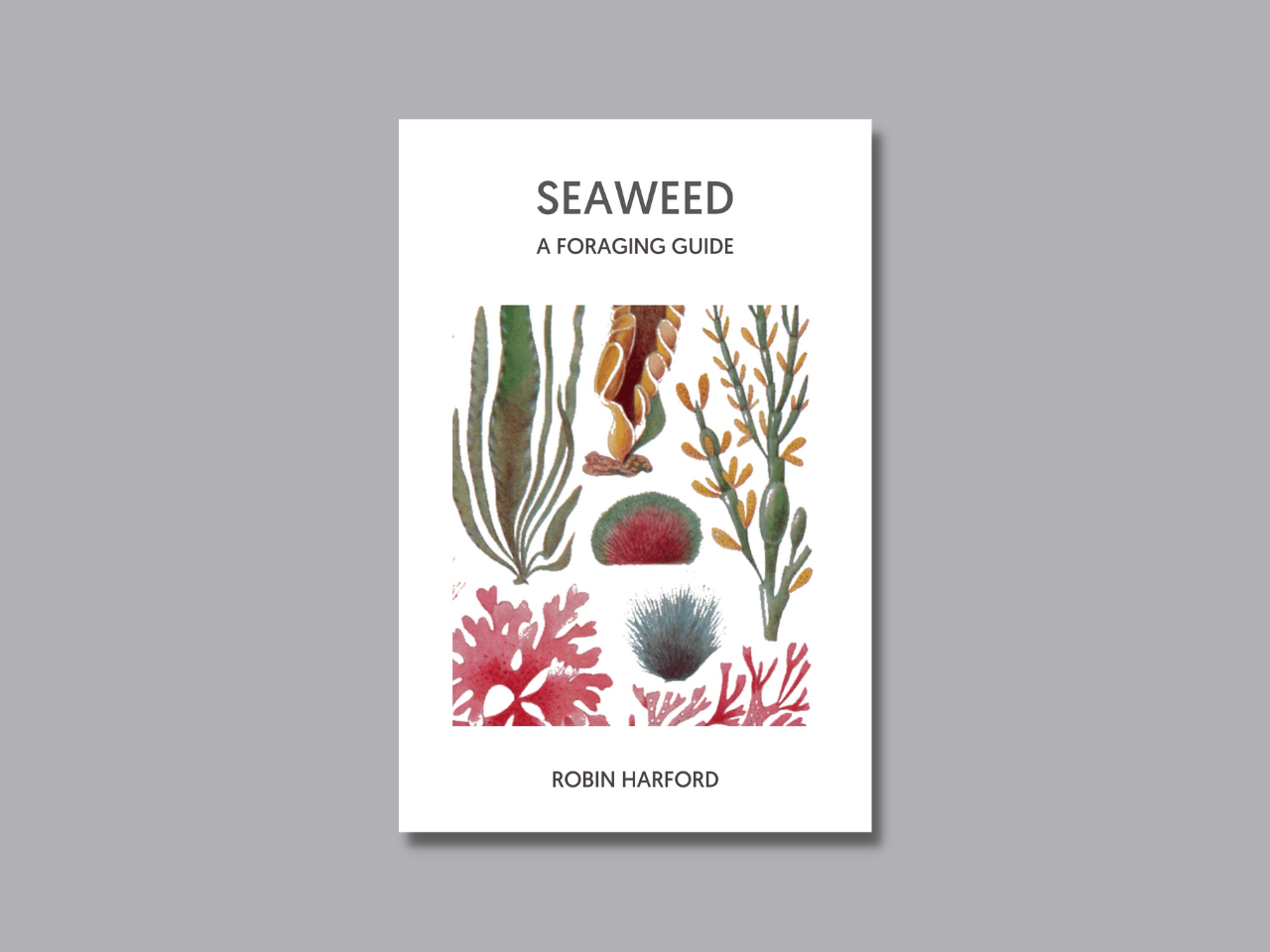 Laver Seaweed - A Foraging Guide to Its Food, Medicine and Other Uses