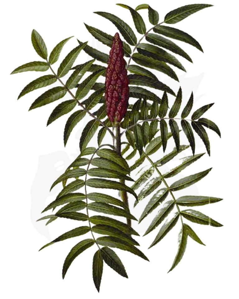 The Traditional and Modern Uses of Staghorn Sumac