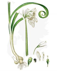 The Traditional and Modern Uses of Three-cornered Leek/Garlic