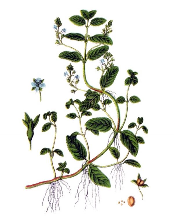 Brooklime - A Foraging Guide to Its Food, Medicine and Other Uses