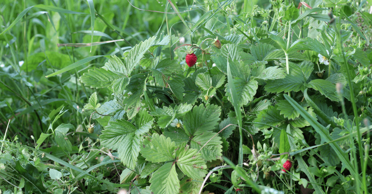 What To Forage In July - The Best Wild Food Plants To Harvest