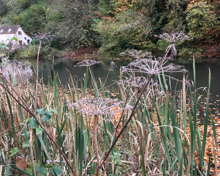 What To Forage In November - The Best Wild Food Plants To Harvest
