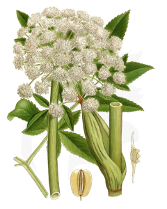 The Traditional and Modern Uses of Wild Angelica