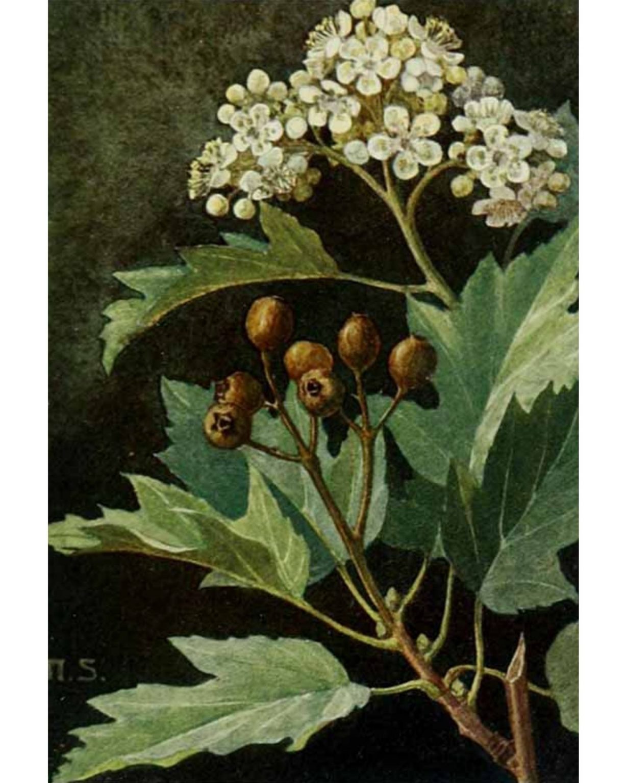 Wild Service or Chequers Tree: A Foraging Guide to Its Food and Medicine