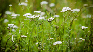 Yarrow - A Foraging Guide to Its Food, Medicine and Other Uses