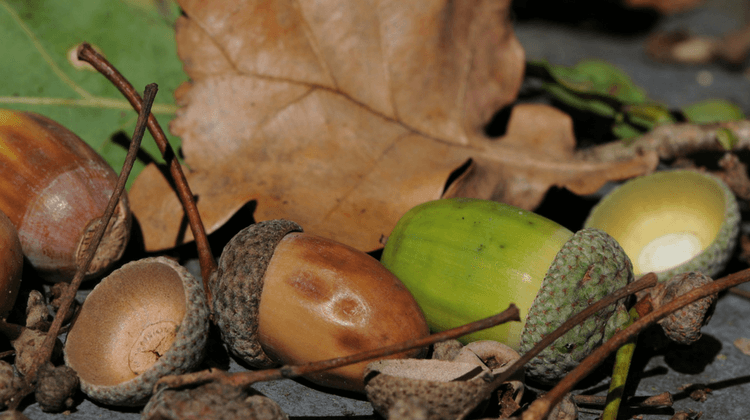 The Awesomeness of Acorns