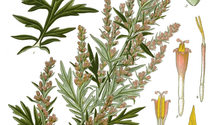 Mugwort - Its Food, Medicine and Other Uses - Identification