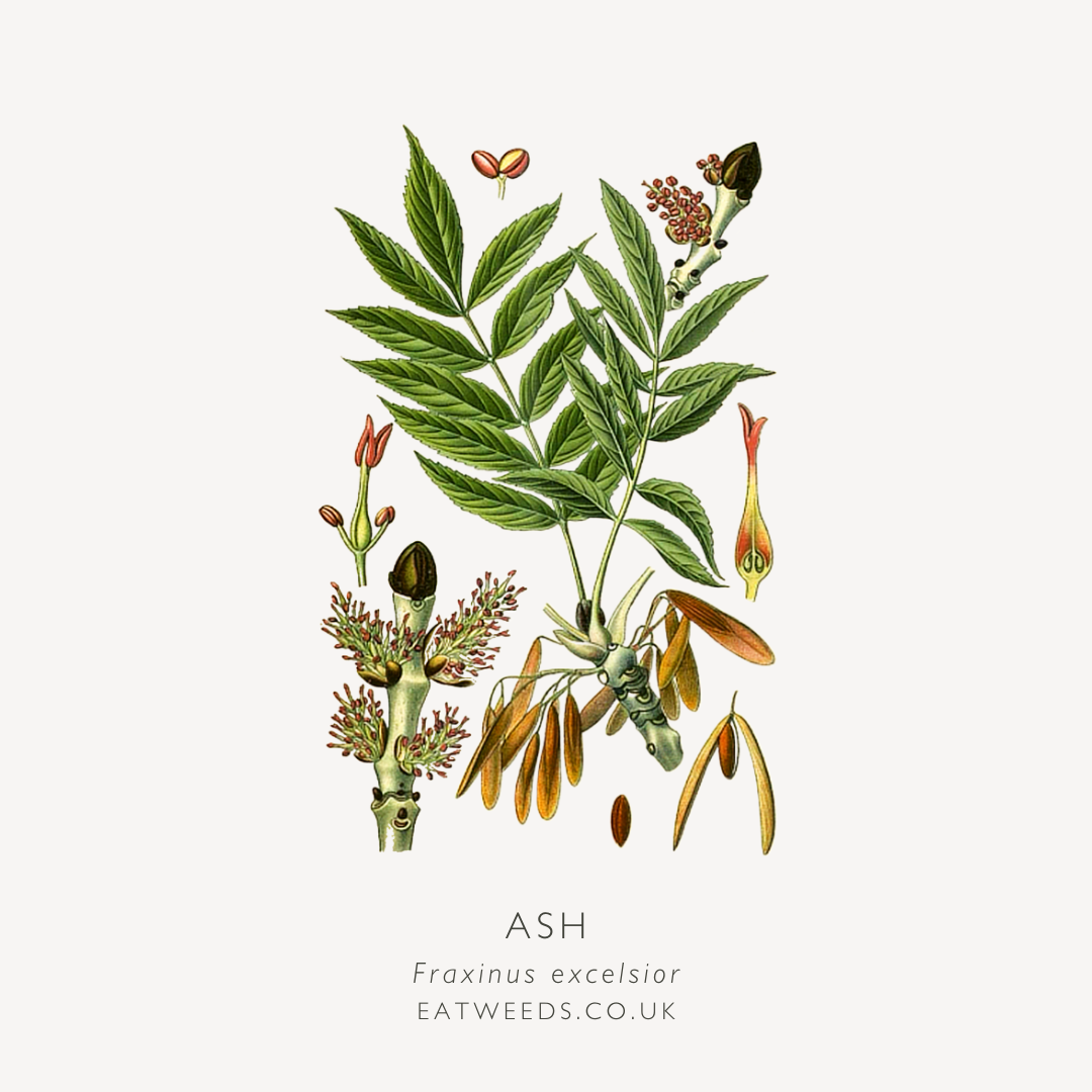 Ash - A Foraging Guide to Its Food, Medicine and Other Uses