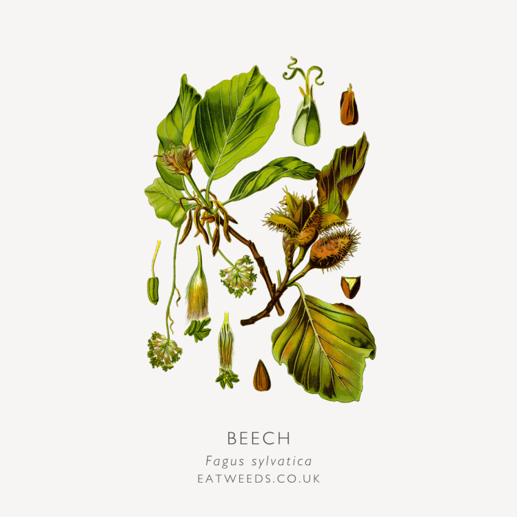 Beech - A Foraging Guide to Its Food, Medicine and Other Uses