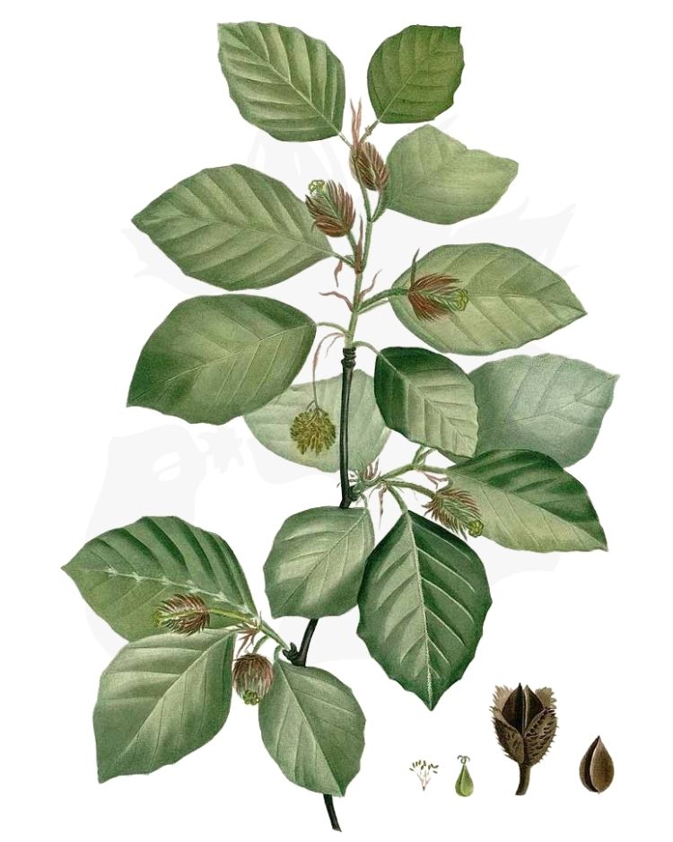 Beech - A Foraging Guide to Its Food, Medicine and Other Uses