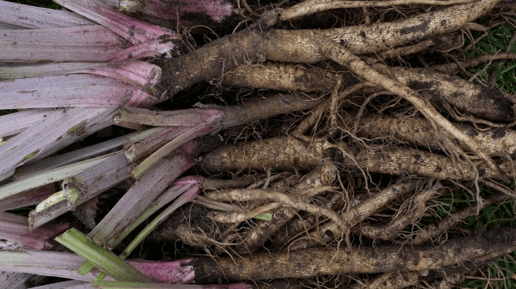 Edible Burdock Root Recipe