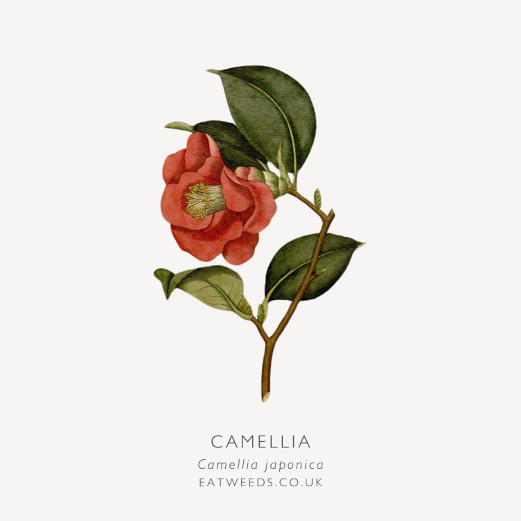 Camellia – Robin Harford from Eatweeds