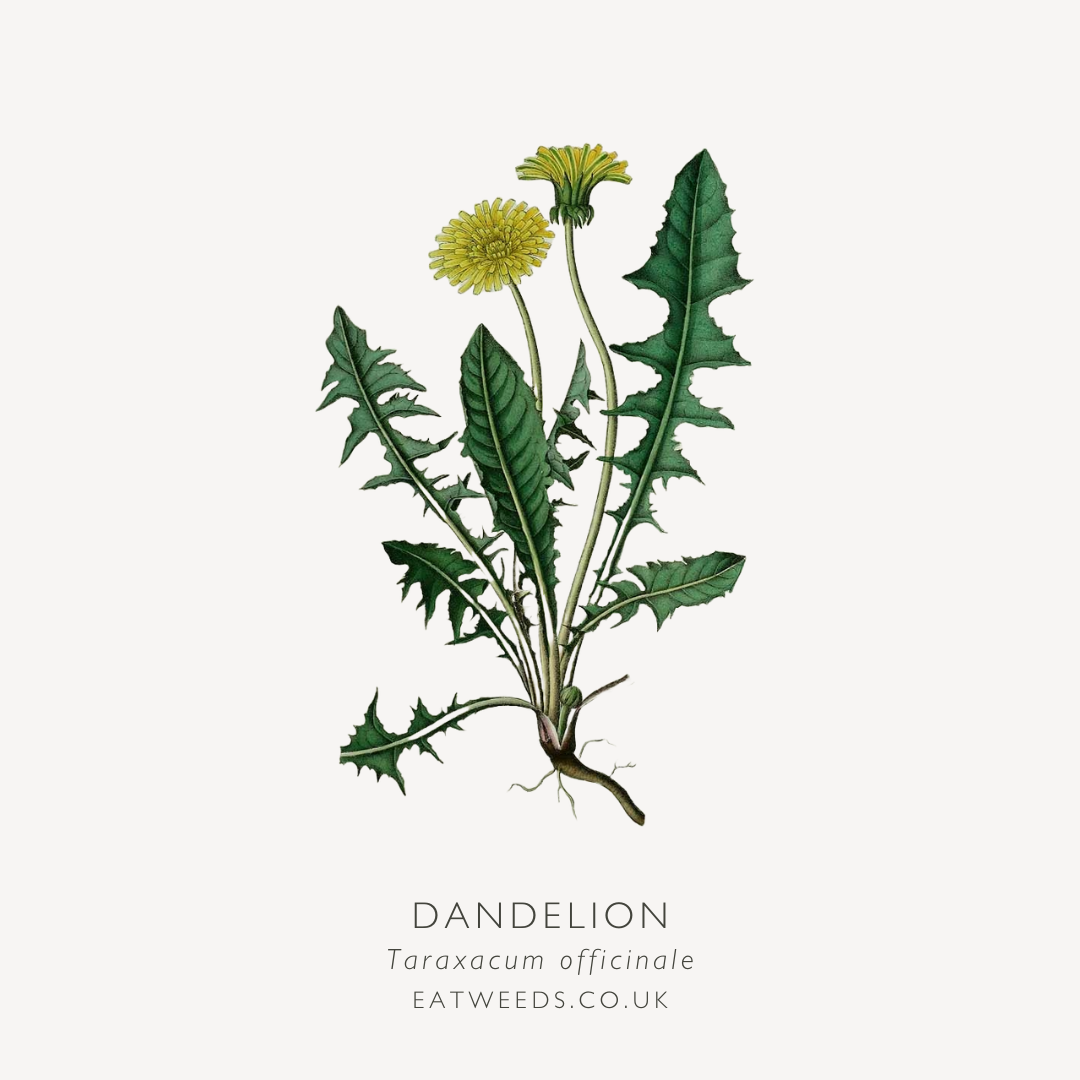 Dandelion - A Foraging Guide to Its Food, Medicine and Other Uses