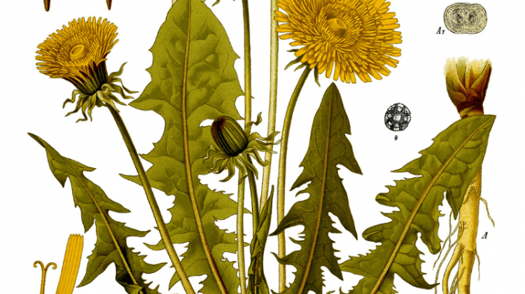 Dandelion - Its Food, Medicine and Other Uses - Identification Guide