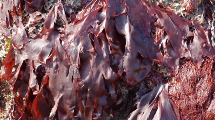 Dulse Seaweed As Food and Medicine